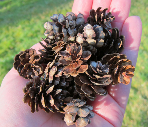 real mini pine cones